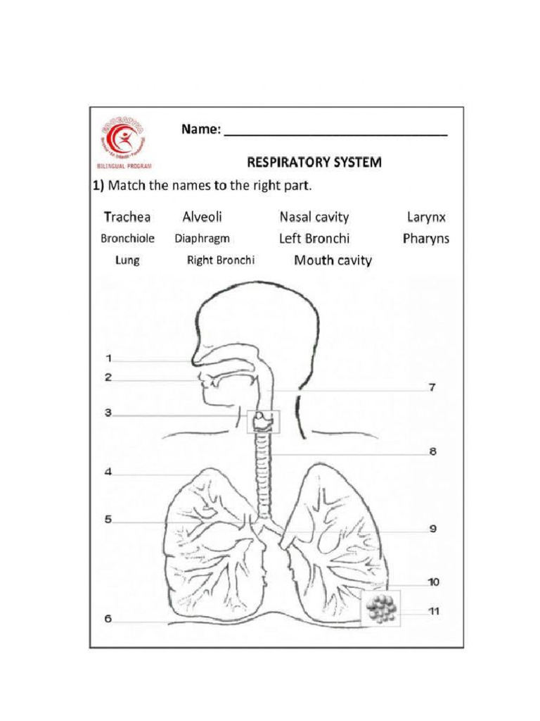 8 Respiratory WKST | PDF