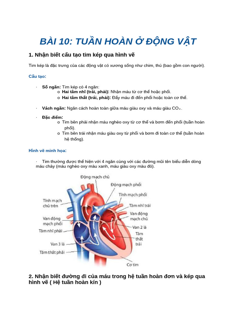 Ôn tập Sinh CKI | PDF