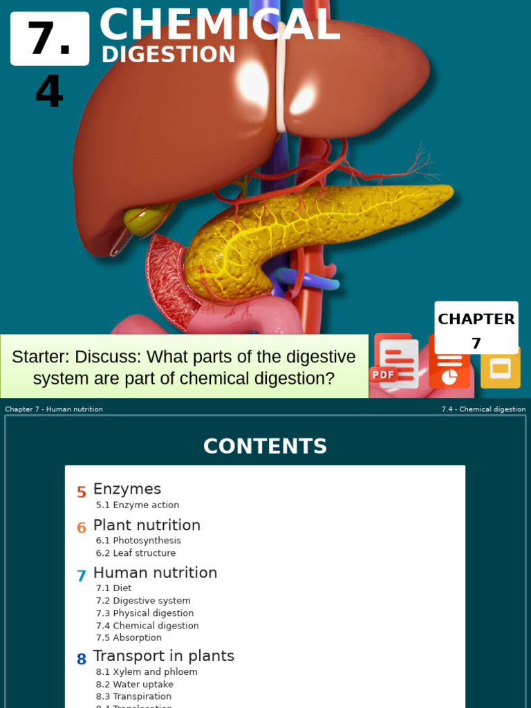 Lesson 4 Chemical Digestion and Enzymes in Detail | PDF | Digestion ...