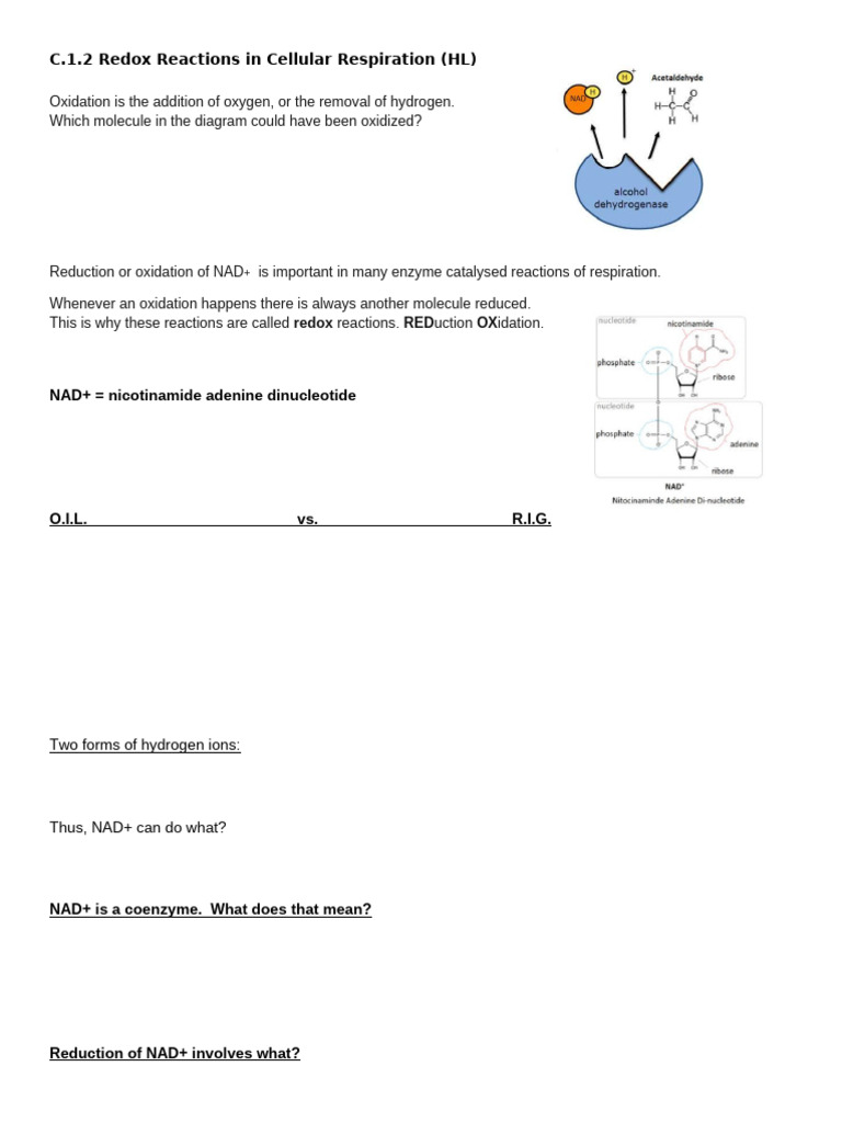 C.1.2 Redox Reactions in Cellular Respiration | PDF