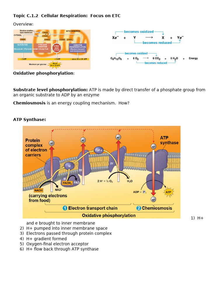 Cellular Respiration: Focus on ETC | PDF