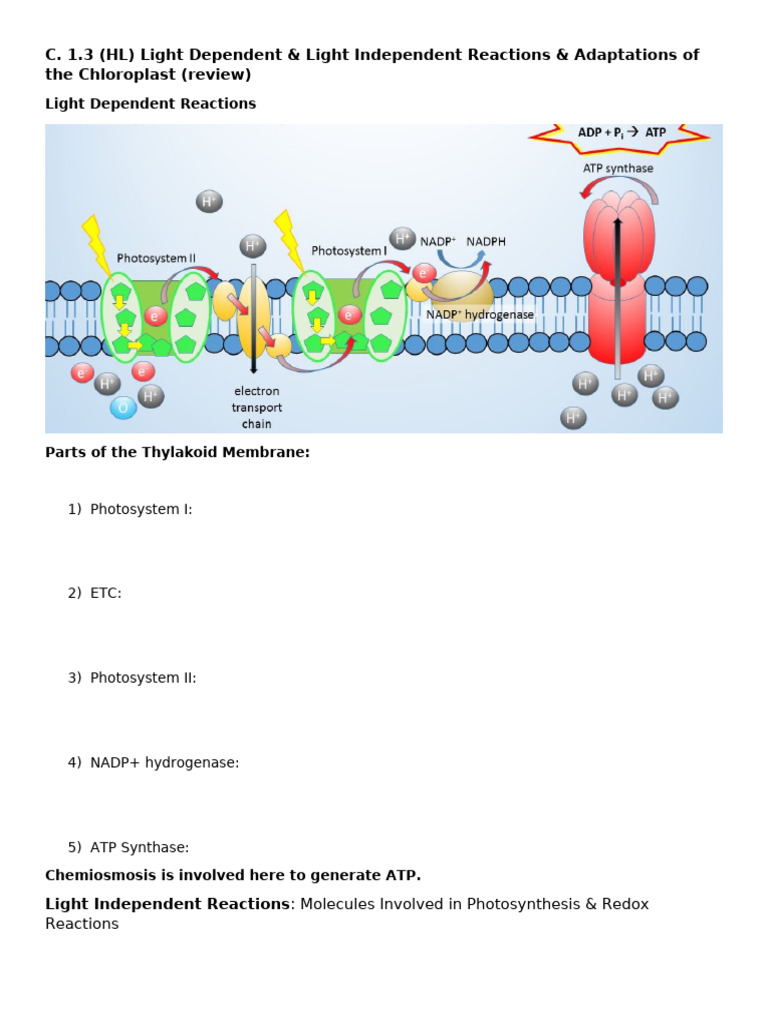 Photosynthesis: Light Reactions Overview | PDF