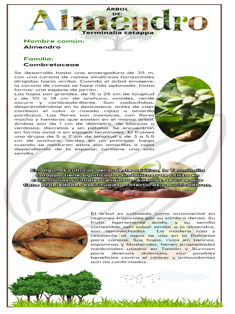 Características del Almendro (Terminalia catappa) | PDF