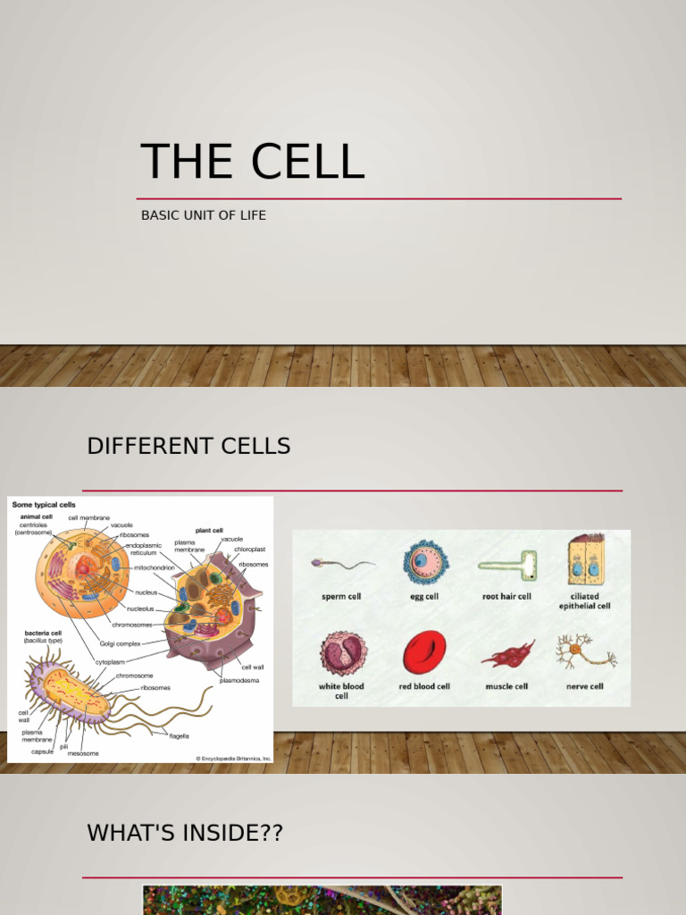 The Cell | PDF