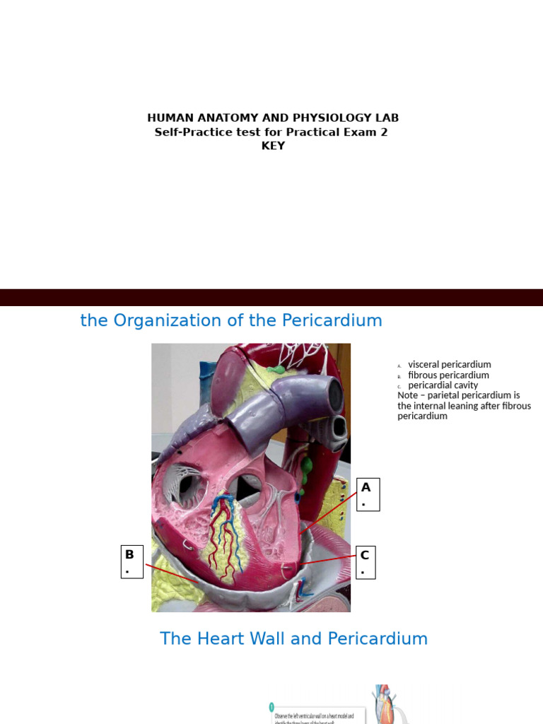 AP II Lab-Pr. Ex 2-Self Practice Test - KEY (1) 2 | PDF | Heart Valve ...