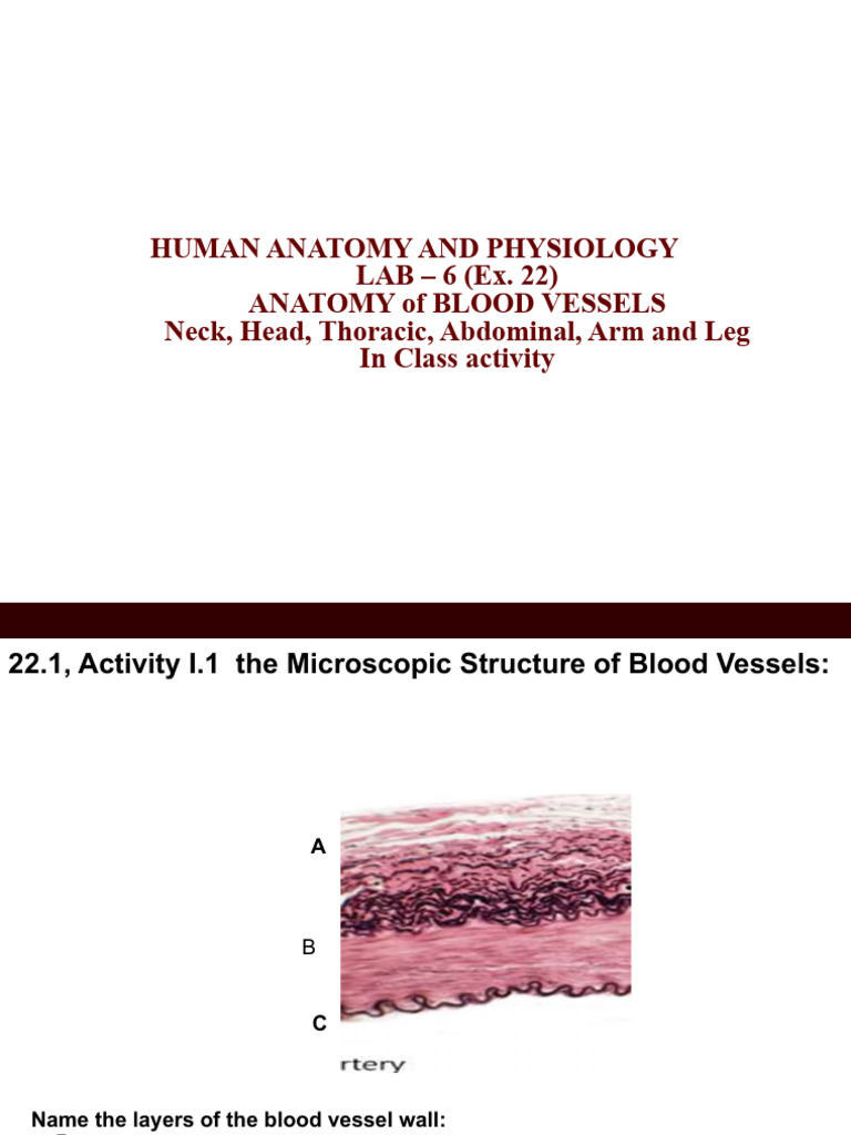 Anatomy of Blood Vessels Lab Guide | PDF | Aorta | Common Carotid Artery