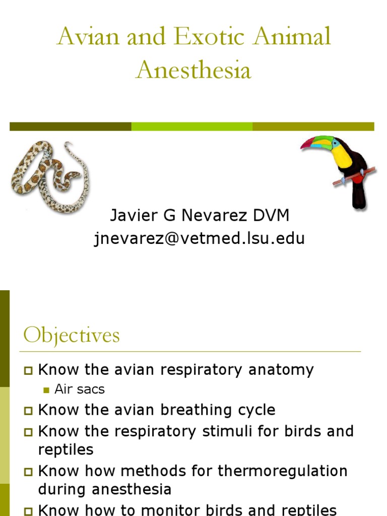 Avian Anesthesia Techniques Overview | PDF | Respiratory System ...