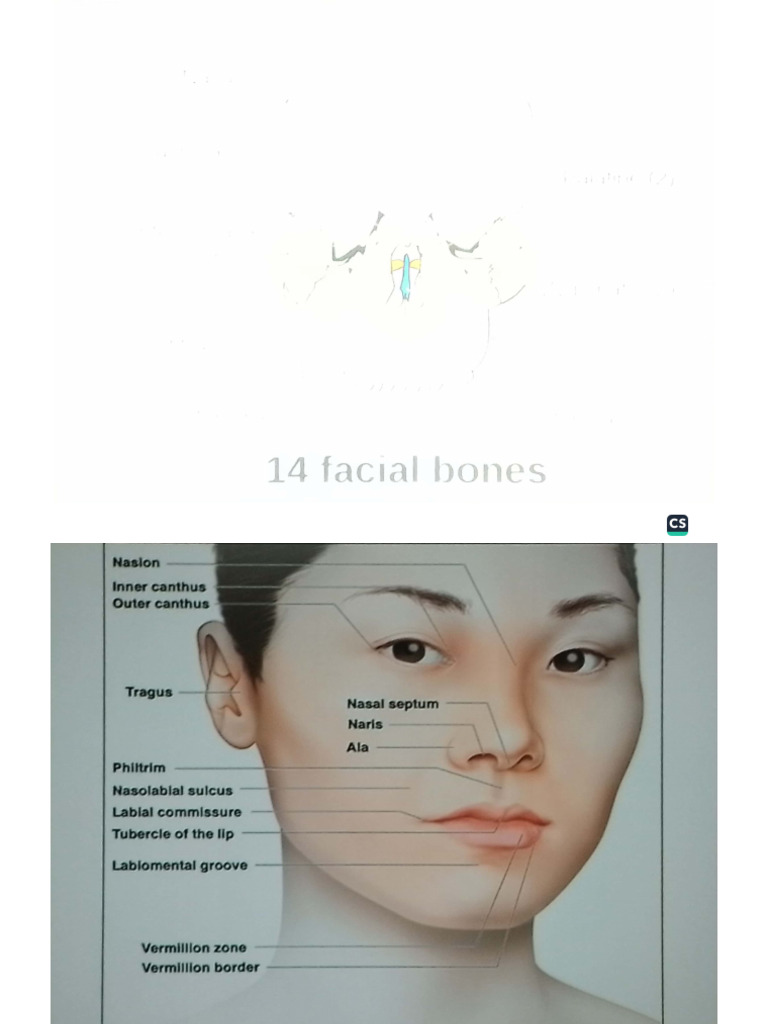 Face | PDF