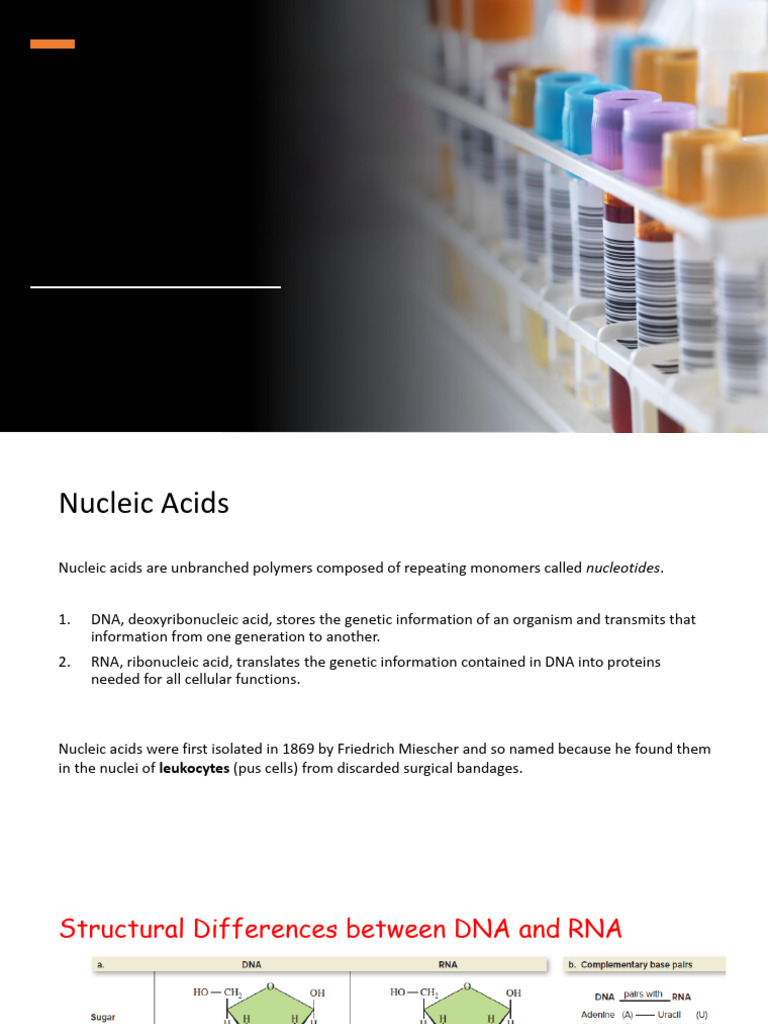 Nucleic Acids and Protein Synthesis Overview | PDF | Nucleotides ...