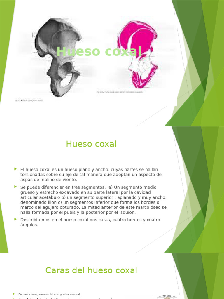 Power Hueso Coxal | PDF | Articulación | Anatomía del miembro inferior