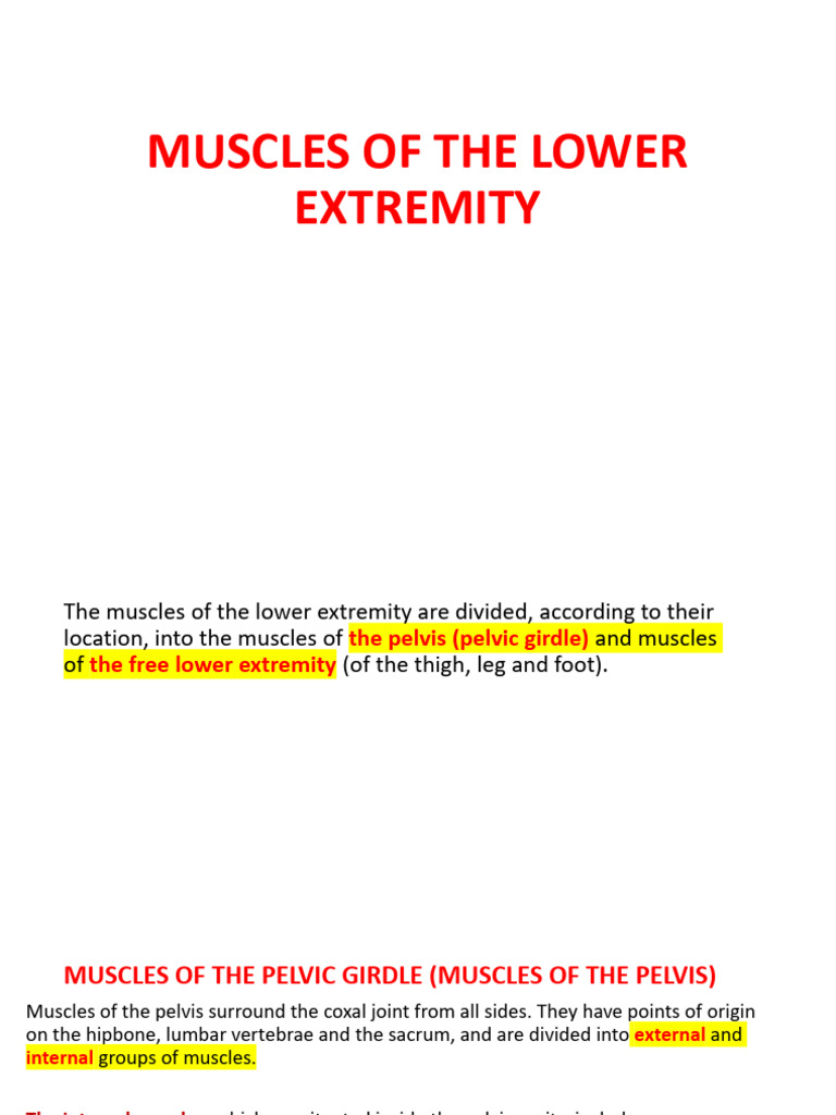 Lower Extremity Muscle Anatomy Guide | PDF | Foot | Human Leg