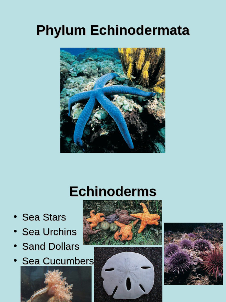Echinodermata Overview and Classification | PDF | Zoology