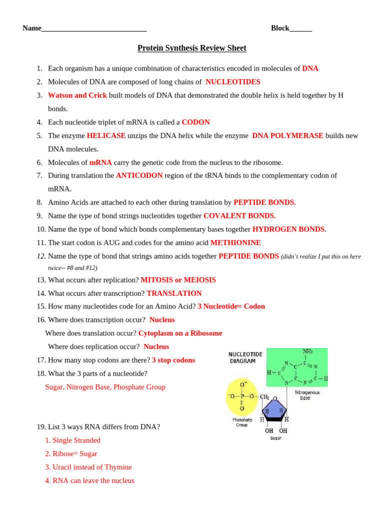 1. Protein Synthesis Review Sheet- Key | PDF | Translation (Biology ...