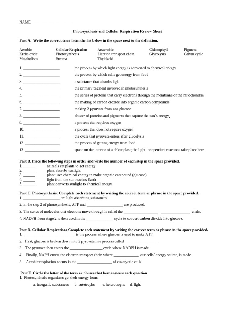 Photosynthesis and Cellular Respiration Review Sheet | PDF | Cellular ...