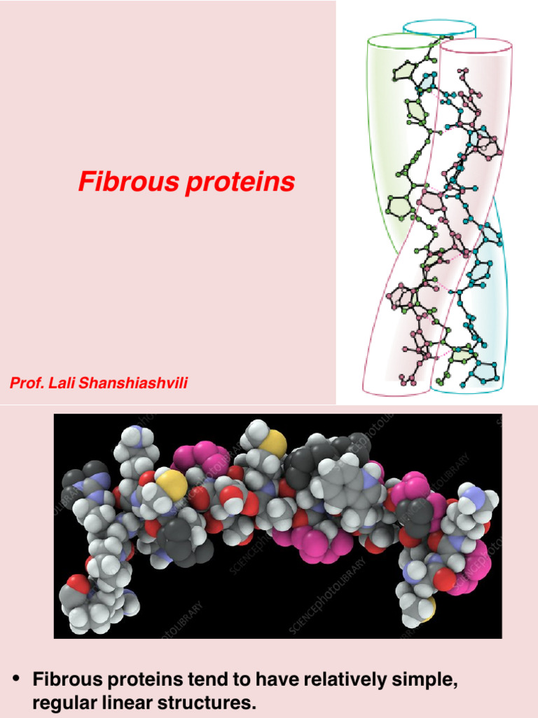 L5_ fibrous protein | PDF