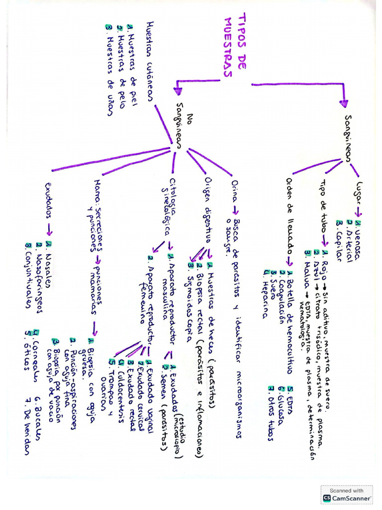 Mapa Conceptual, Tipos de Muestras | PDF