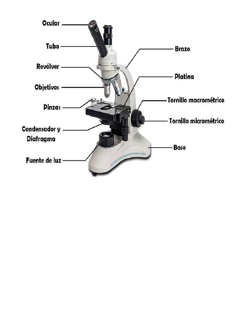 el microscopio y sus partes | PDF