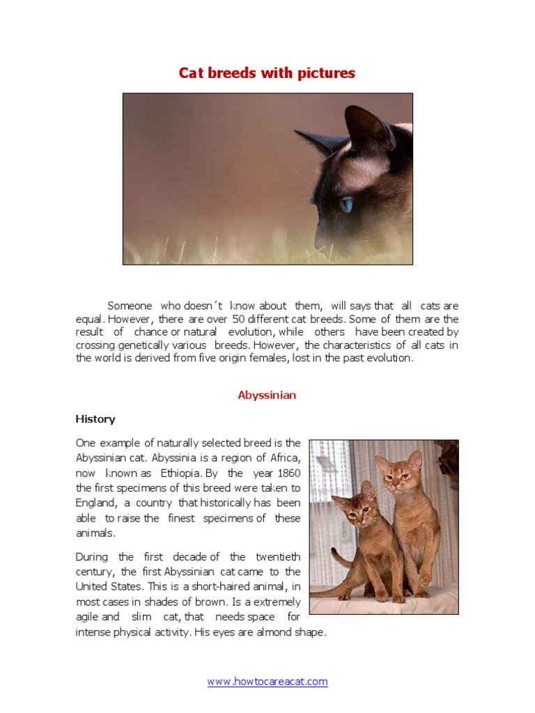 Cat Breeds with Pictures Overview | PDF | Felis | Cats