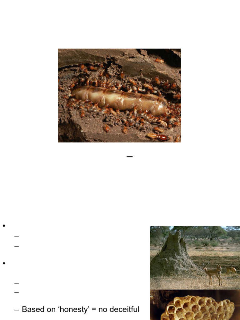 Social Insects and Insects and man | PDF | Insects | Eusociality