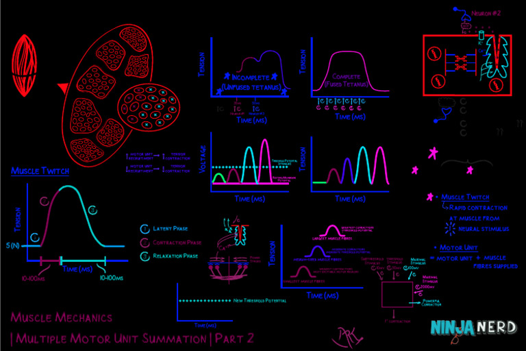 Muscle Mechanics Multiple Motor Unit Summation (1) Atf | PDF | Muscle ...
