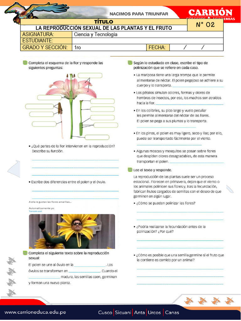 FICHA Reproducción Sexual de Las Plantas | PDF