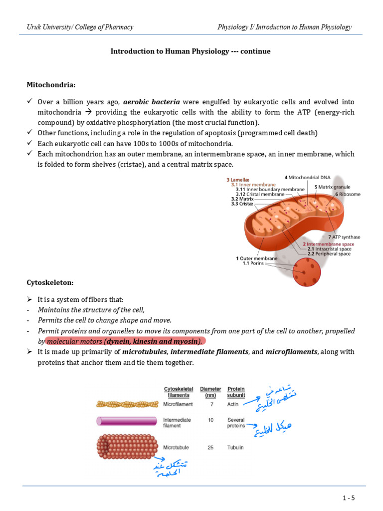 Introduction To Human Physiology Part 2 | PDF | Cell Adhesion | Cell ...
