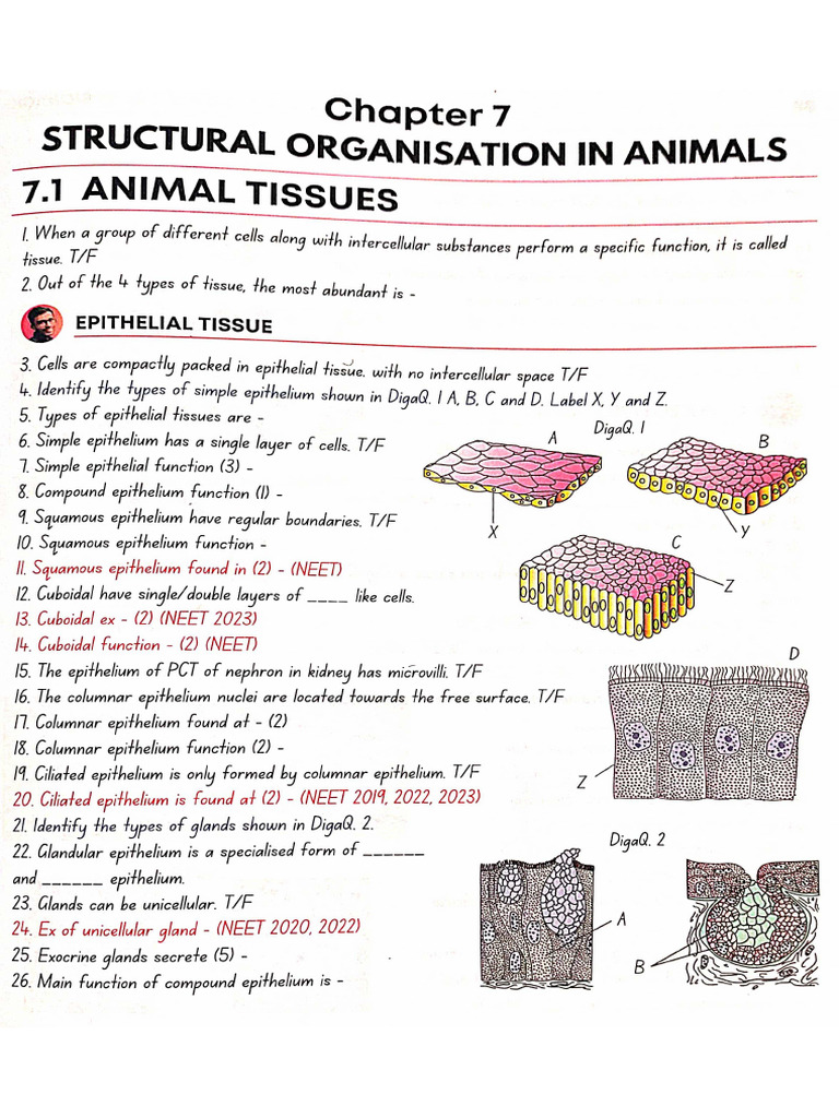 Tissue & Earthworm | PDF