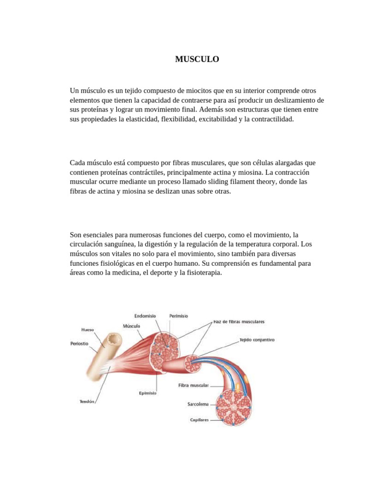 Funciones y Estructura del Músculo | PDF