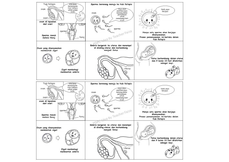 WS A&b Proses Persenyawaan Manusia | PDF