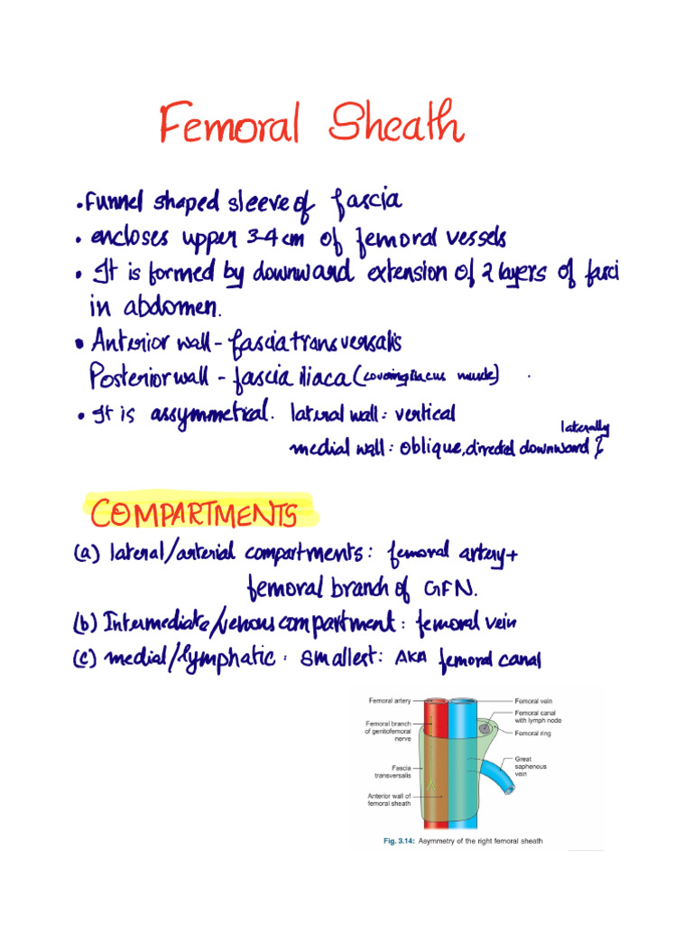 Femoral Sheath | PDF