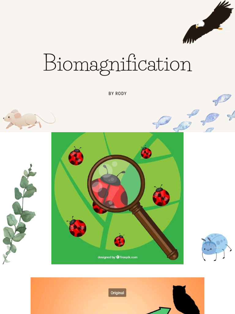 Understanding Biomagnification Effects | PDF