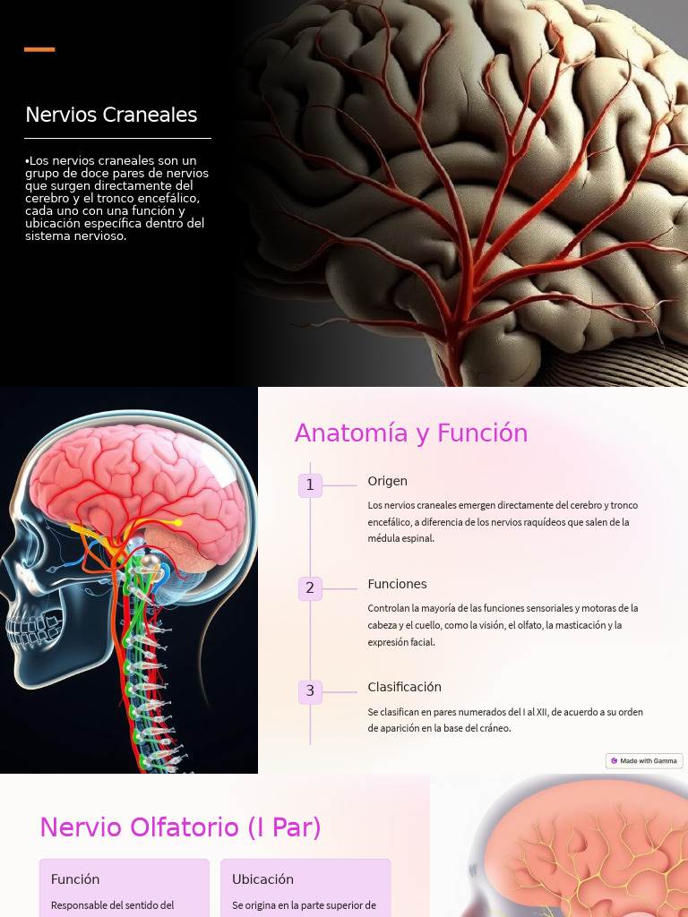 4 - Tema 6 NERVIOS CRANEALES Jose - Esrady | PDF | Cerebro | Nervio