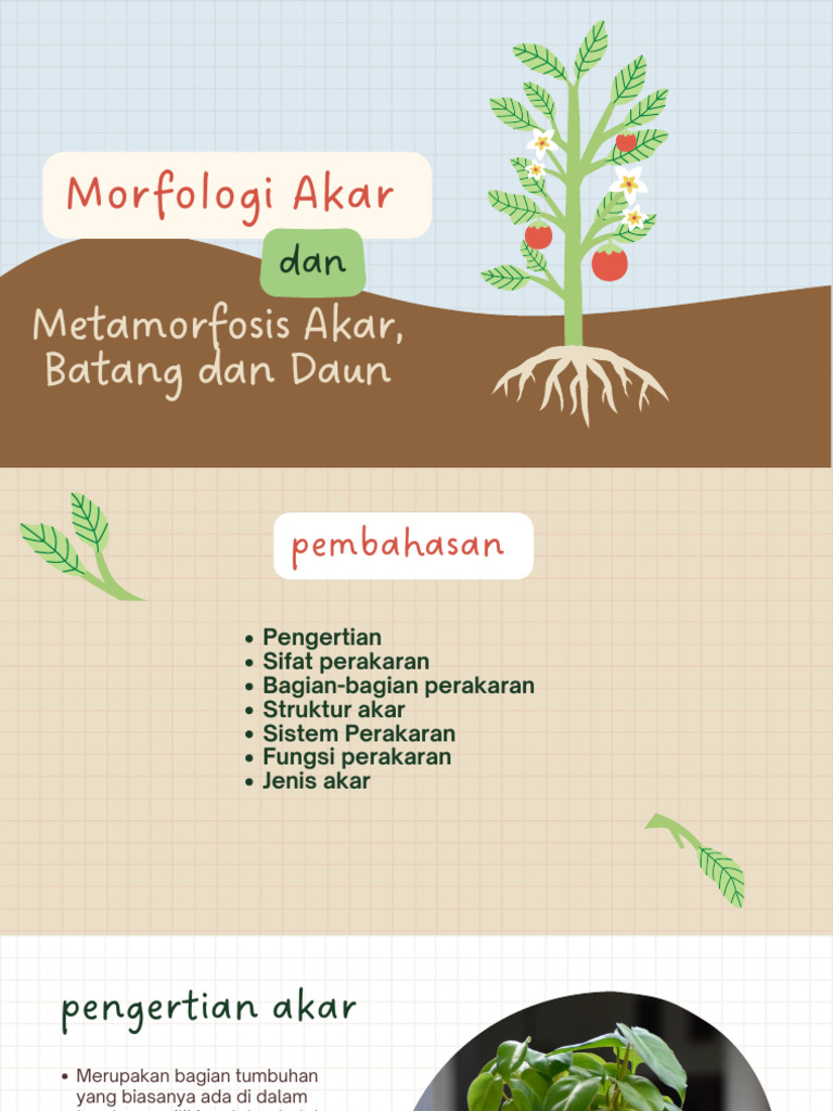 Morfologi Akar & Metamorfosis Akar, Batang & Daun - 20250414 - 221316 ...