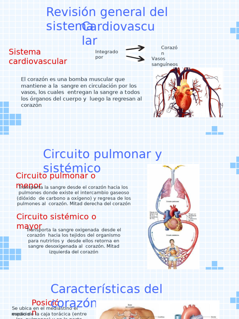 Sistema Circulatorio-Corazón | PDF | Corazón | Vena