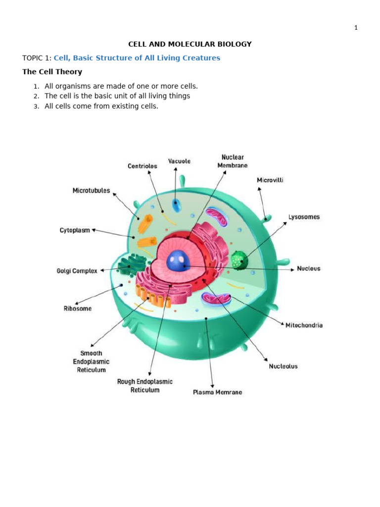 Cell Structure: Eukaryotic vs Prokaryotic | PDF | Cell (Biology) | Rna