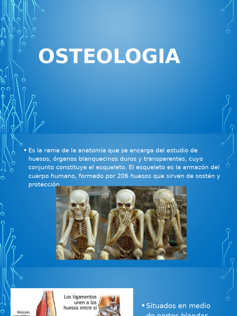 Osteologia | PDF | Hueso | Esqueleto