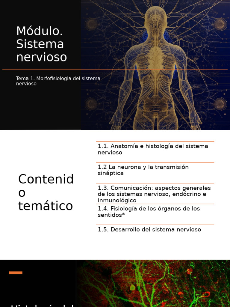 Histologia Sistema Nervioso | PDF | Axon | Neurona