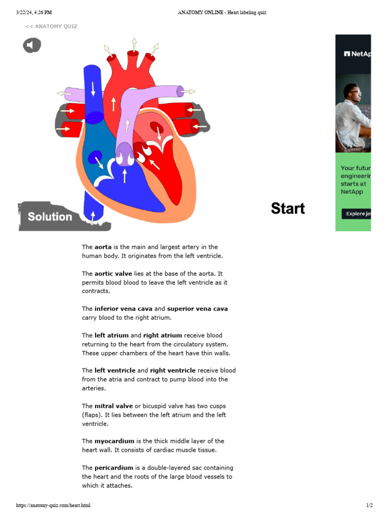 ANATOMY ONLINE - Heart Labeling Quiz | PDF