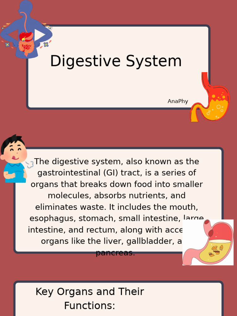 Digestive System - 20250411 - 065953 - 0000 | PDF | Digestion | Human ...