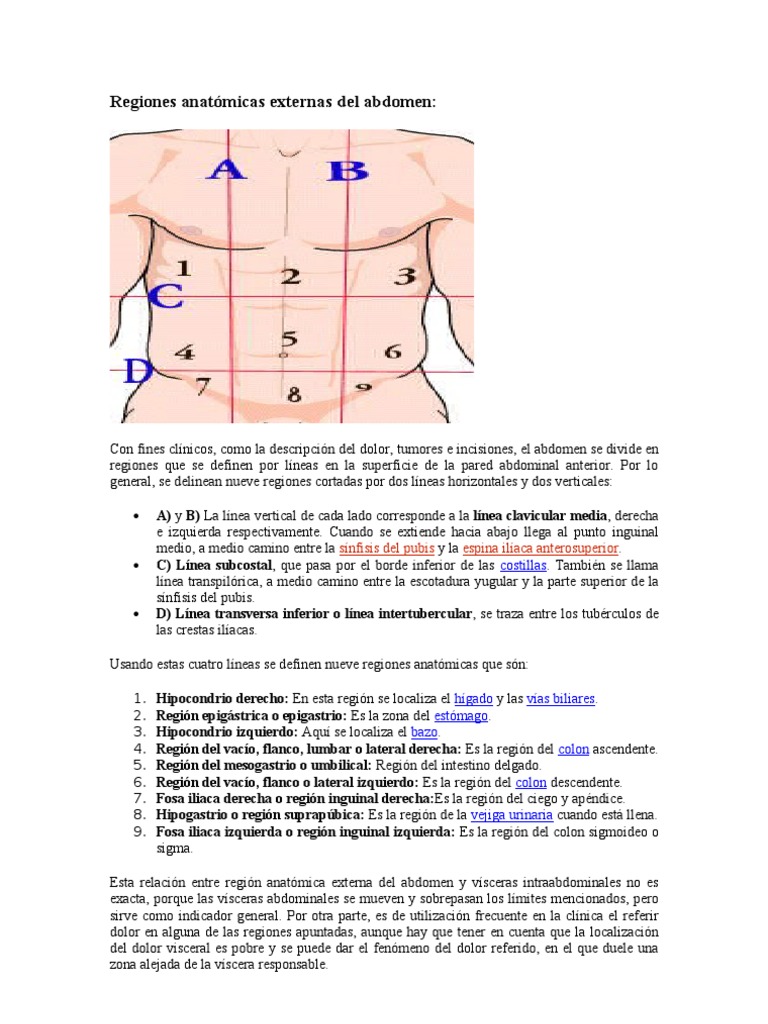 Regiones anatómicas del abdomen | PDF | Abdomen | Gastroenterología