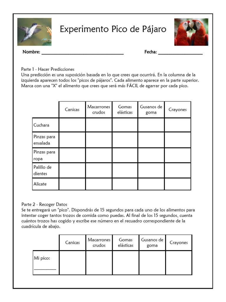 Materiales Didacticos Experimento Pico de Pajaro | PDF