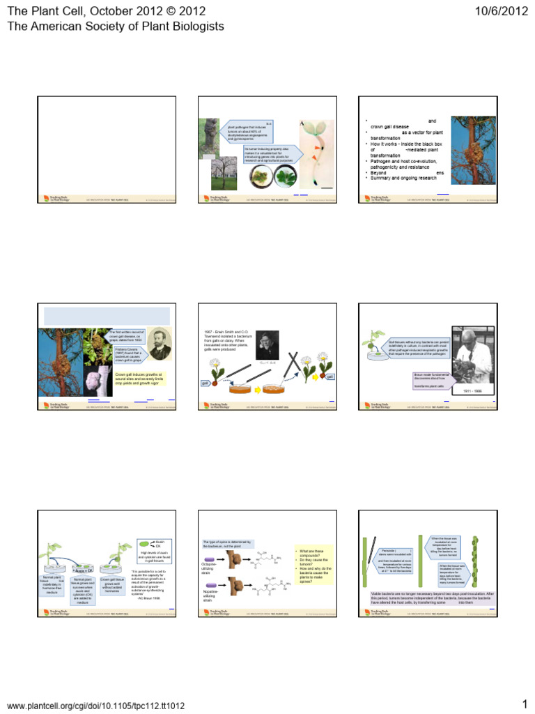 Agrobacterium tumefaciens: Pathogen to Tool | PDF | Biology | Life Sciences