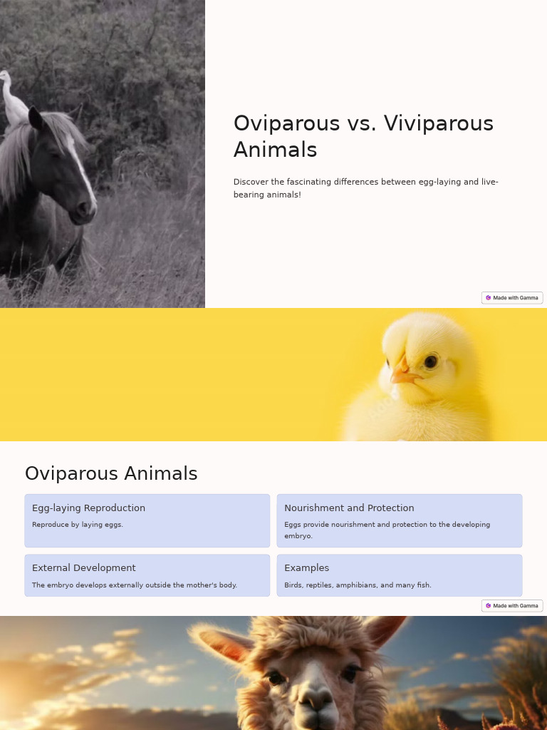 Oviparous Vs Viviparous Animals | PDF