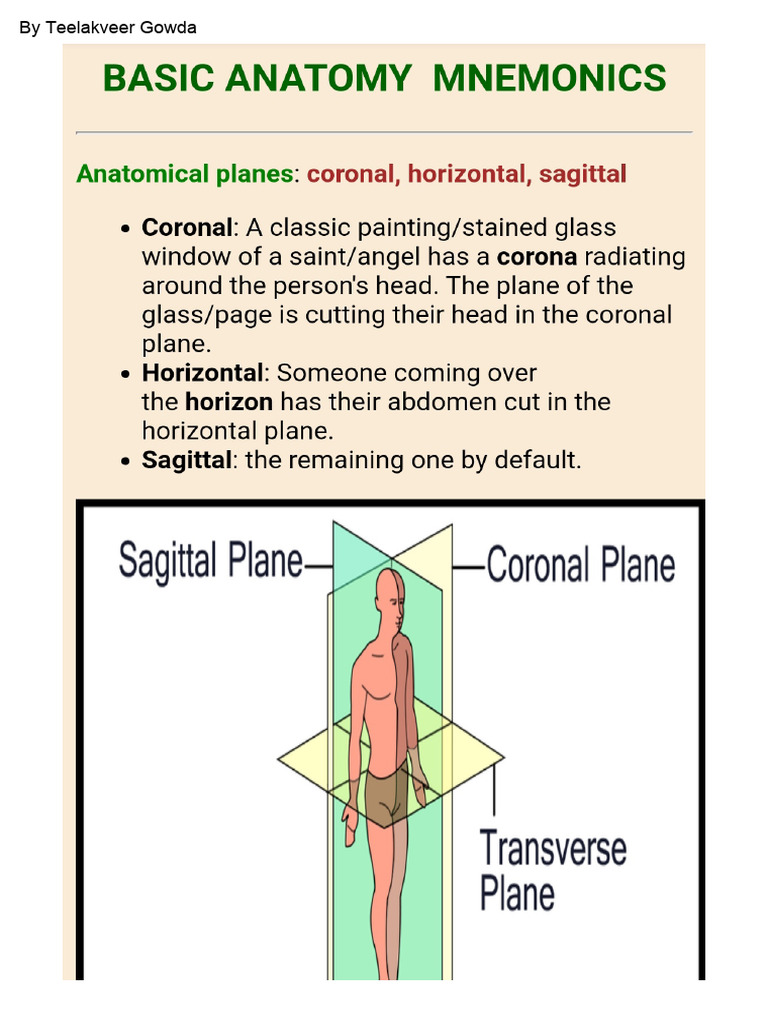 Anatomy Mnemonics (TG) | PDF