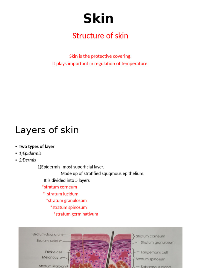 Structure of Skin | PDF | Skin | Epidermis