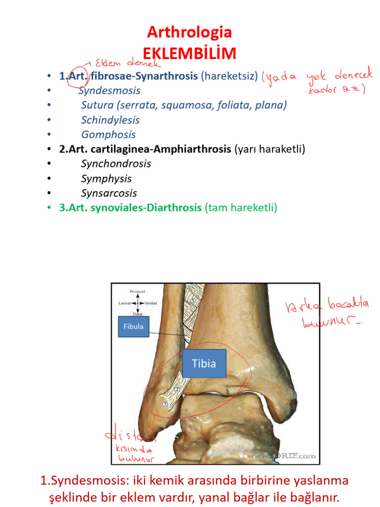 Eklemler Zootekni | PDF