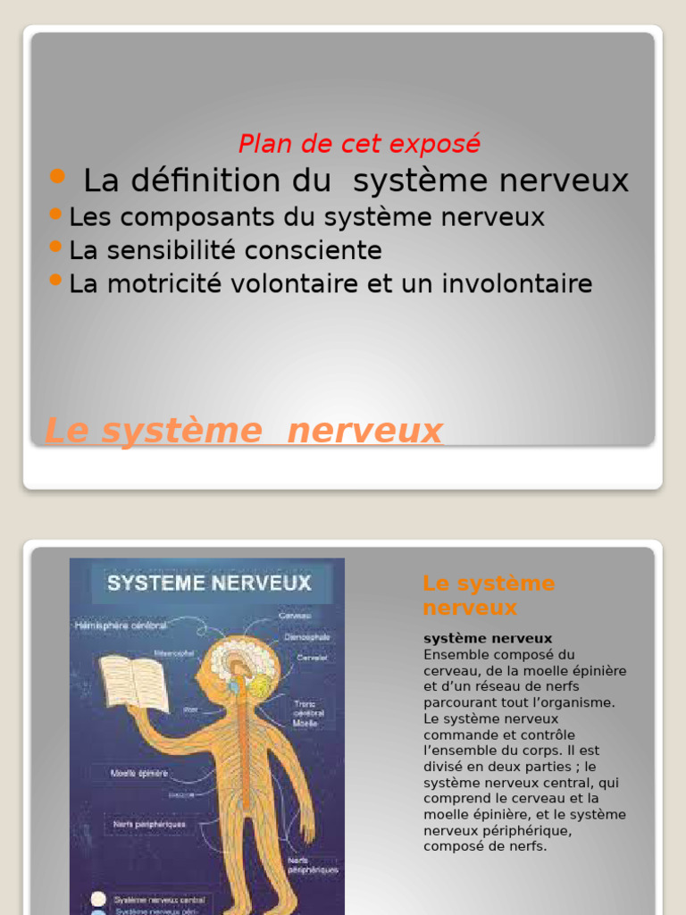 Le Système Nerveux | PDF