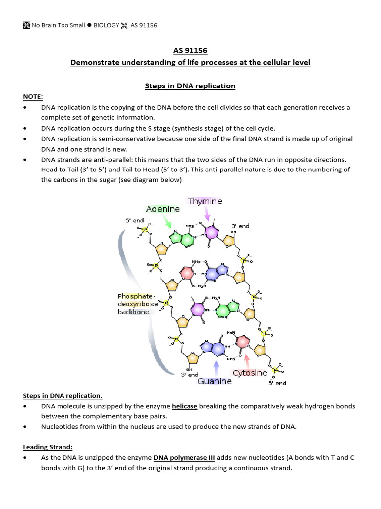 Bio2 91156 DNA Replication | PDF | Dna Replication | Dna
