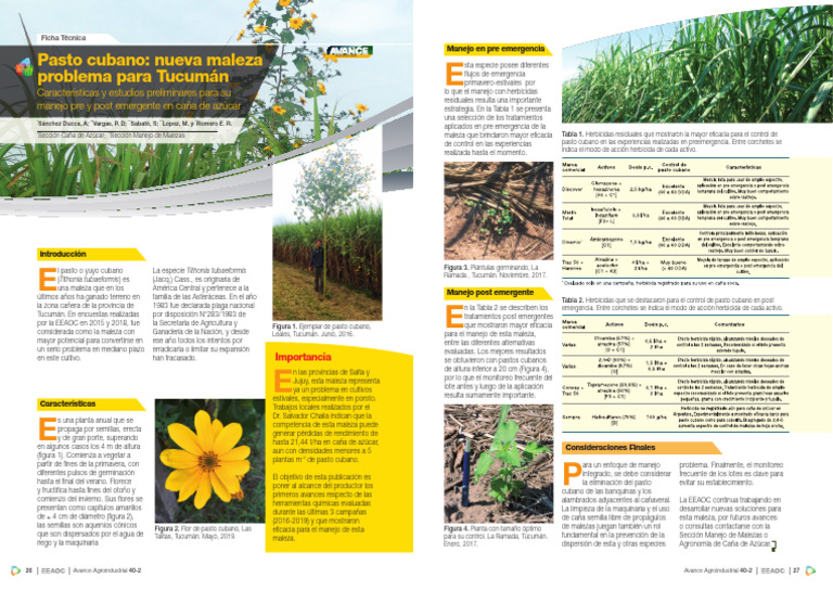 Pasto cubano (Tithonia tubaeformis), nueva maleza | PDF | Pasto | Plantas