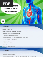 Overview of the Circulatory System | PDF | Blood Vessel | Heart